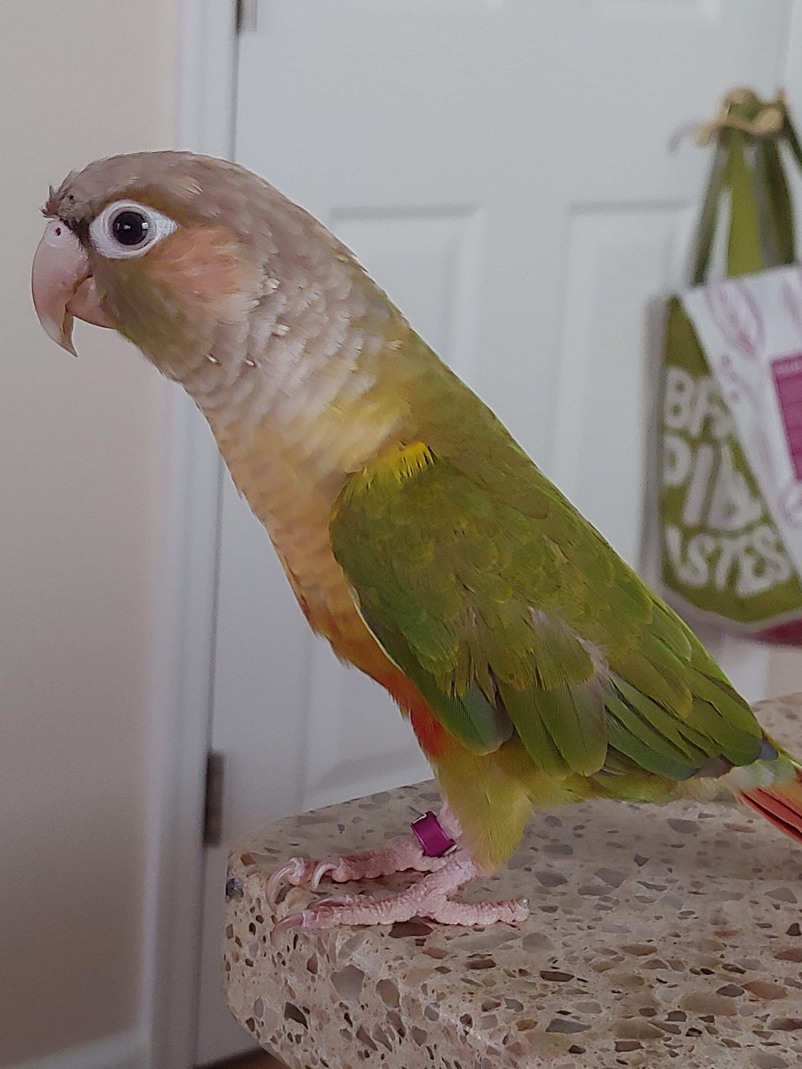 Lucky Pineapple Conure Female TMB